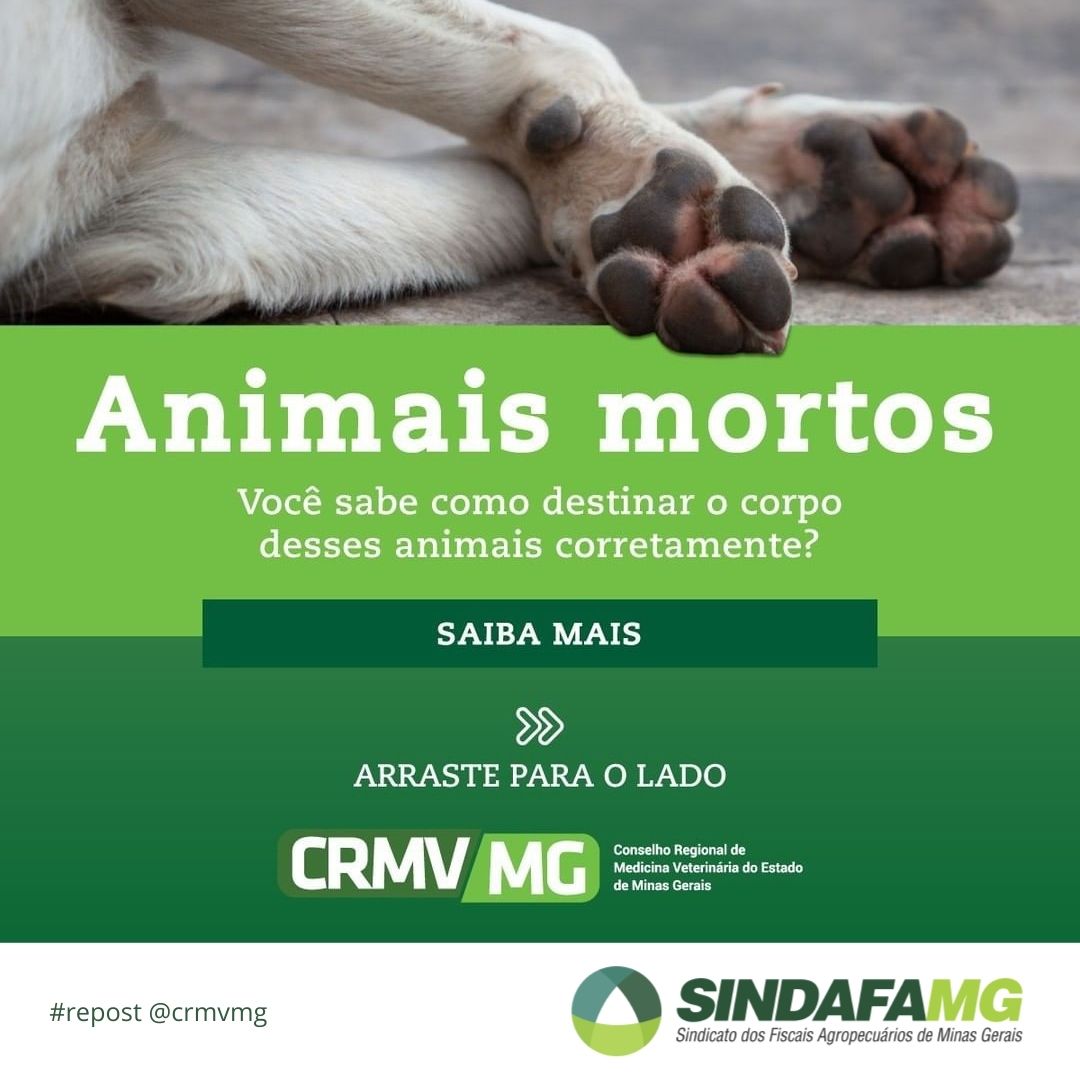 Você sabe como destinar corretamente o corpo de animais mortos?
